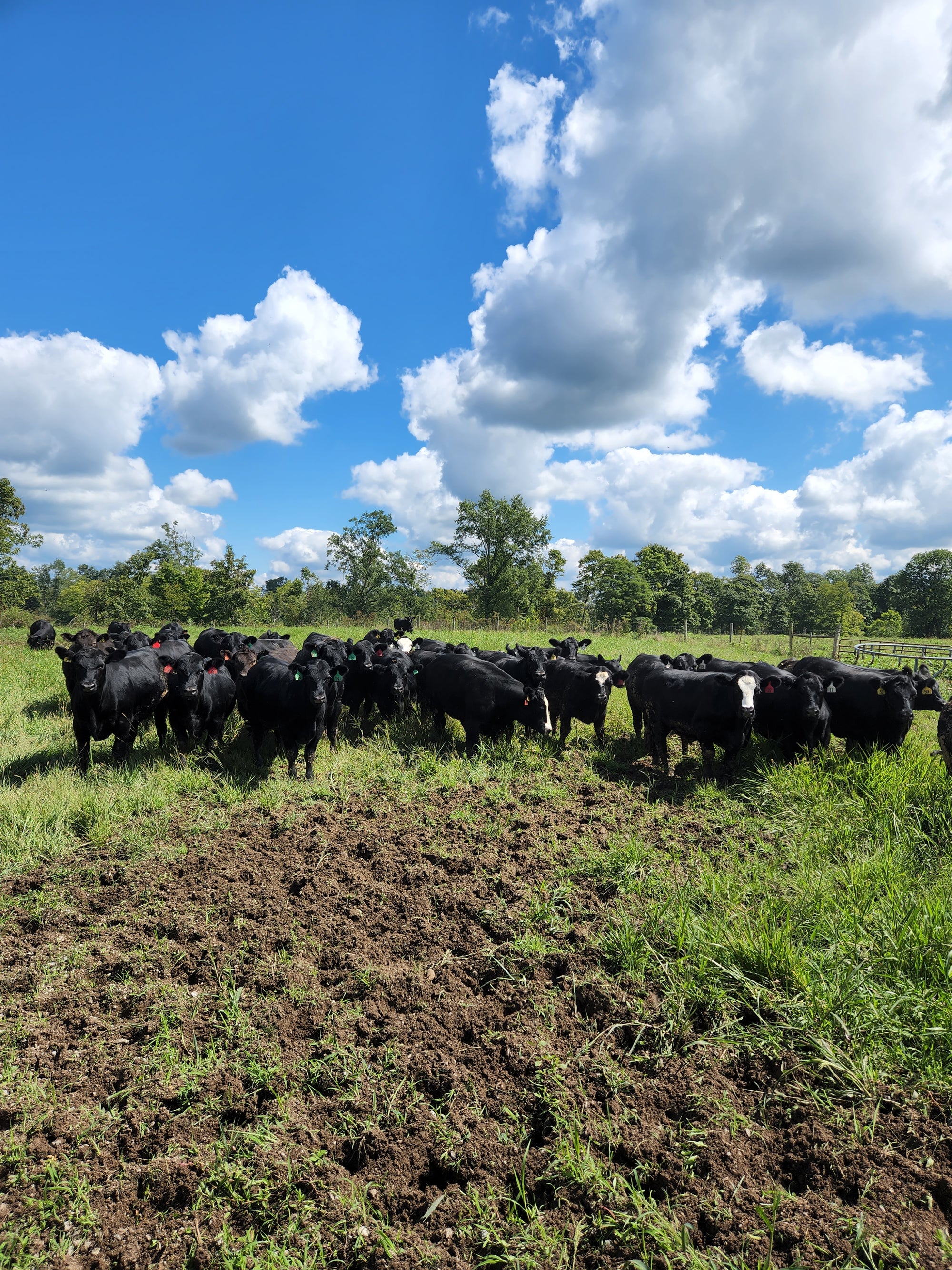 Bolender Family Beef - Ohio Beef – Bolender Family Farms