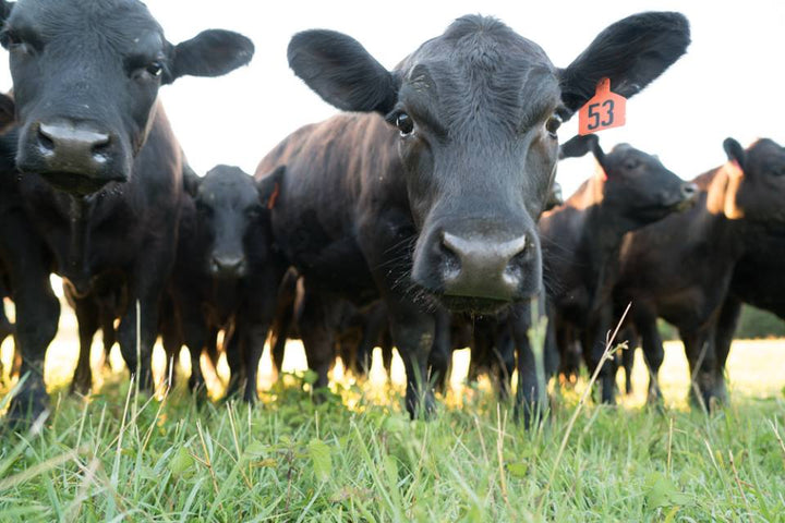 Bolender Family Beef - Ohio Beef – Bolender Family Farms